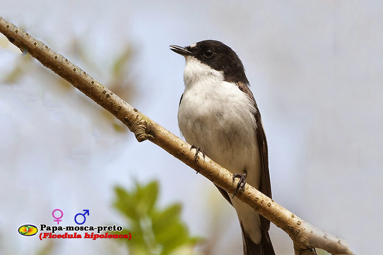 ORNITOLOGIA: abril 2014